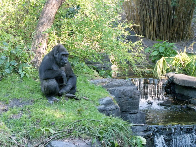 disneys animal kingdom theme park 7