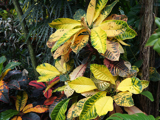 fairchild tropical botanic garden 4
