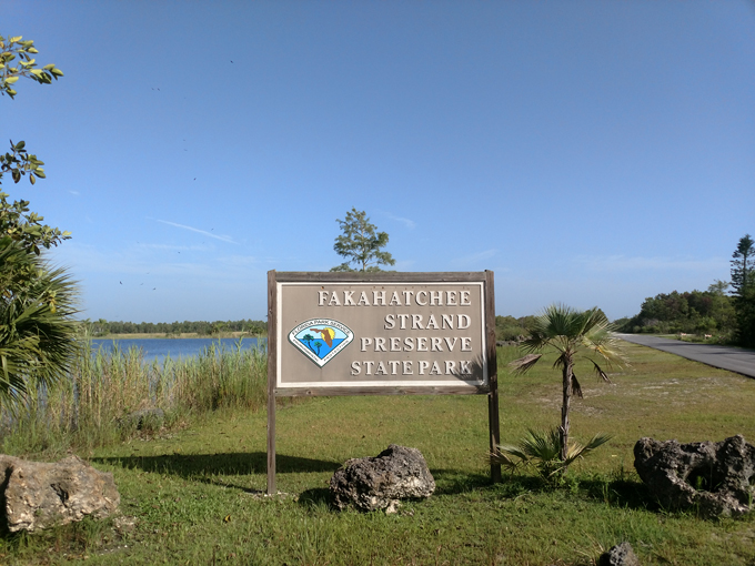 fakahatchee strand preserve state park 1