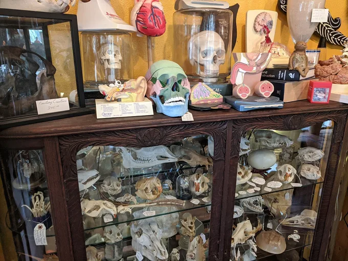 frank mirandas oddities antiques 3