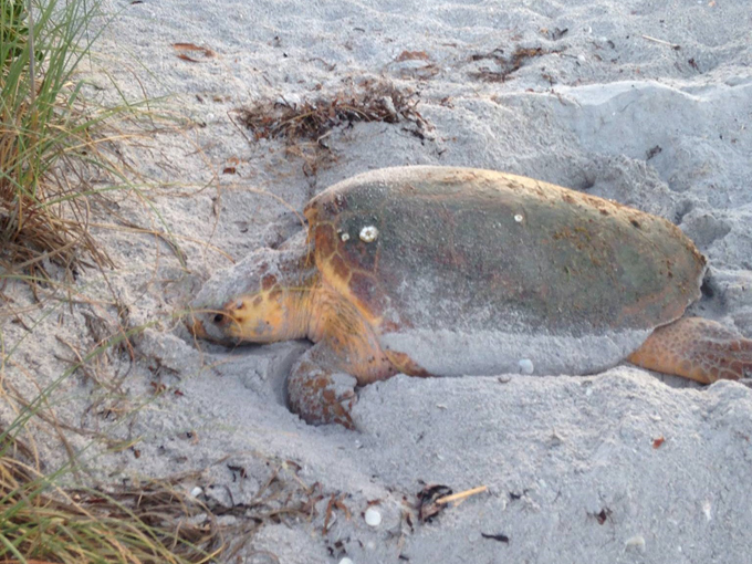 gasparilla island state park 2