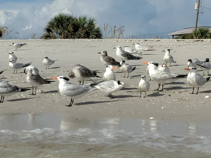 gasparilla island state park 4