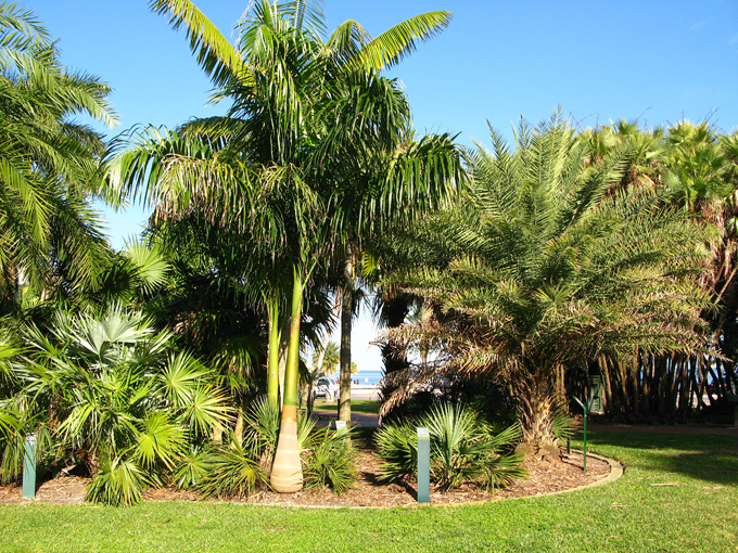gizella kopsick palm arboretum 3