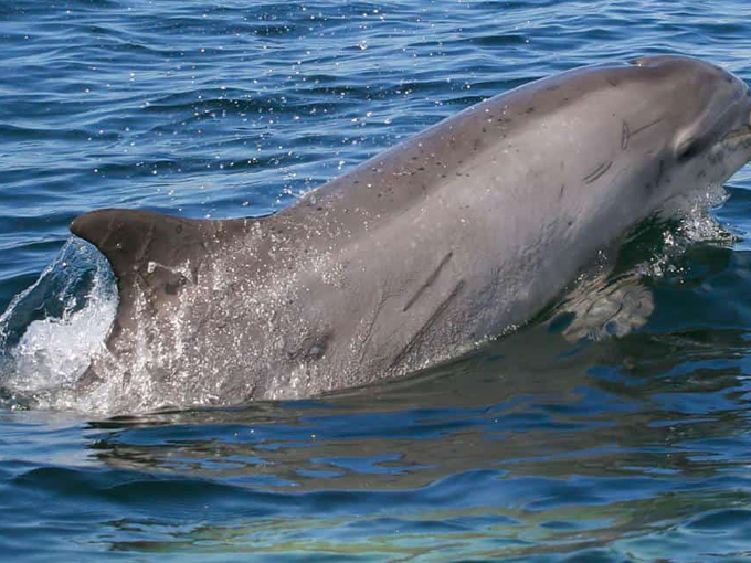 indian river lagoon 6