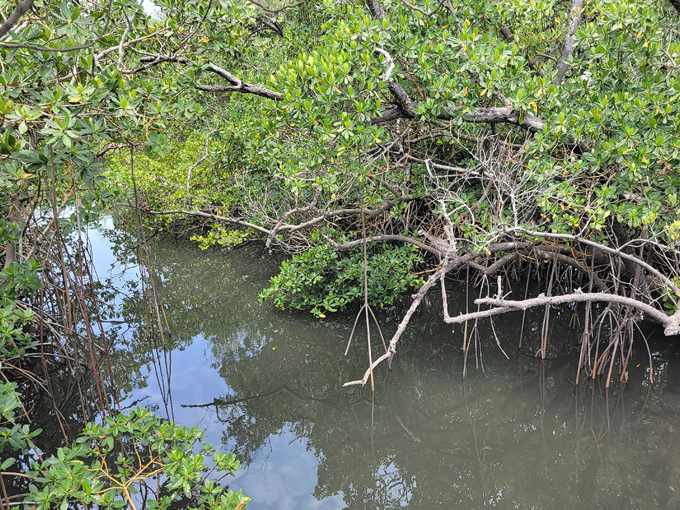 indian rocks beach nature preserve 3