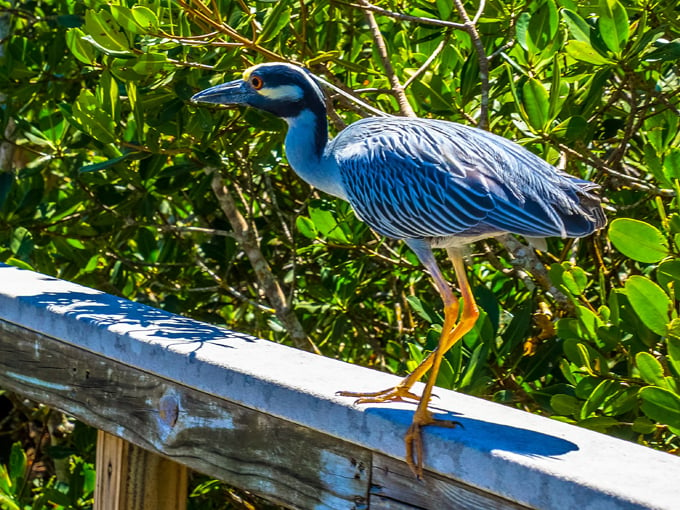 indian rocks beach nature preserve 5