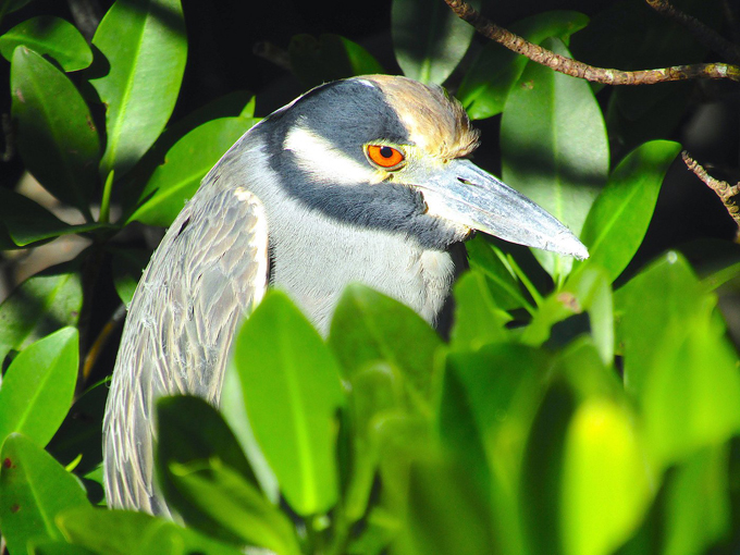 indian rocks beach nature preserve 7