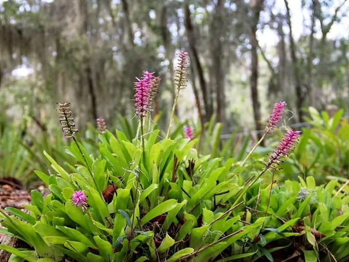 jacksonville arboretum botanical gardens 5