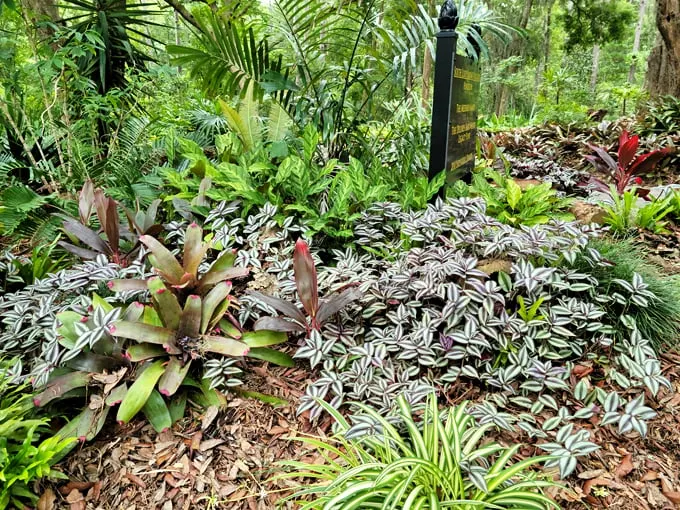 jacksonville arboretum botanical gardens 6