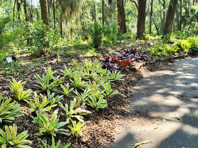 jacksonville arboretum botanical gardens 9