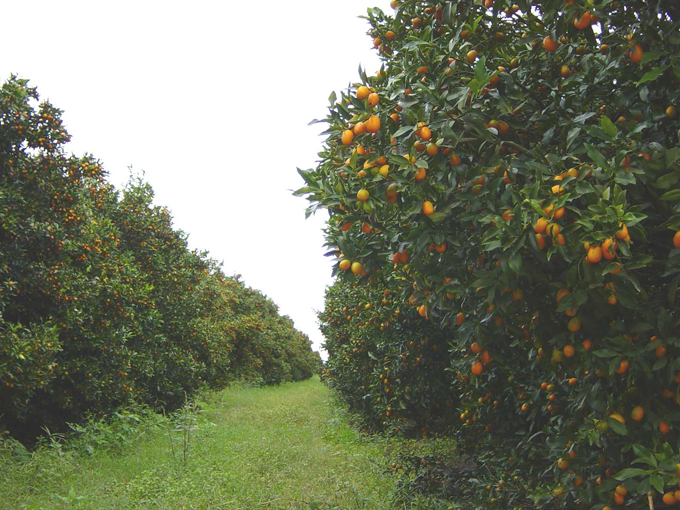 kumquat growers 3