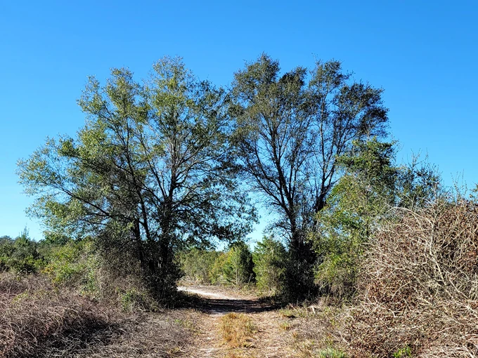 lyonia preserve environmental center 7