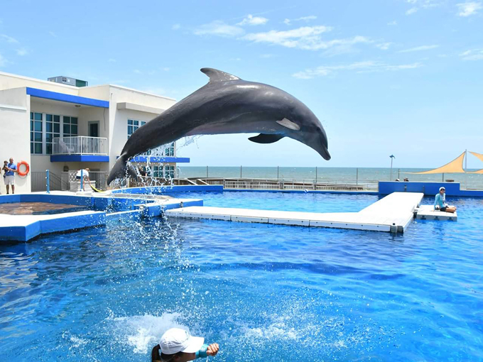 marineland dolphin adventure 3