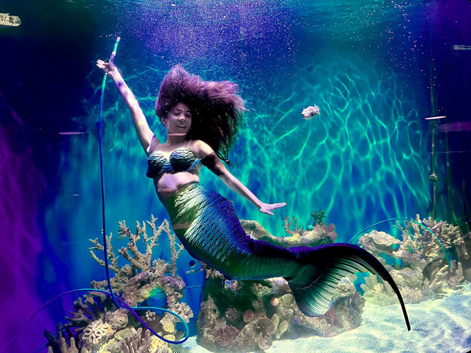 mertailors mermaid aquarium encounter 1