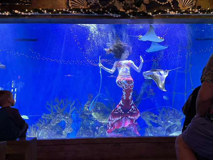 mertailors mermaid aquarium encounter 9