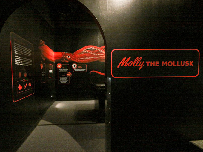 molly the mollusk 1