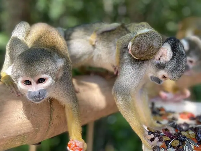 monkey jungle 3