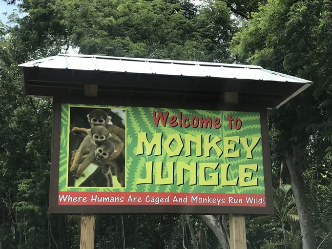 monkey jungle 4