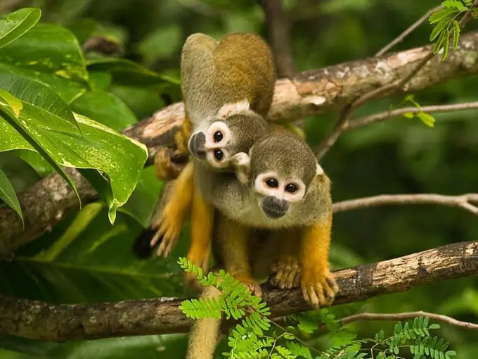 monkey jungle 5