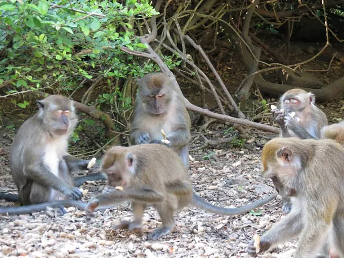 monkey jungle 6