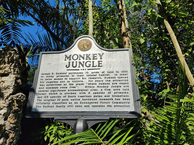 monkey jungle 7