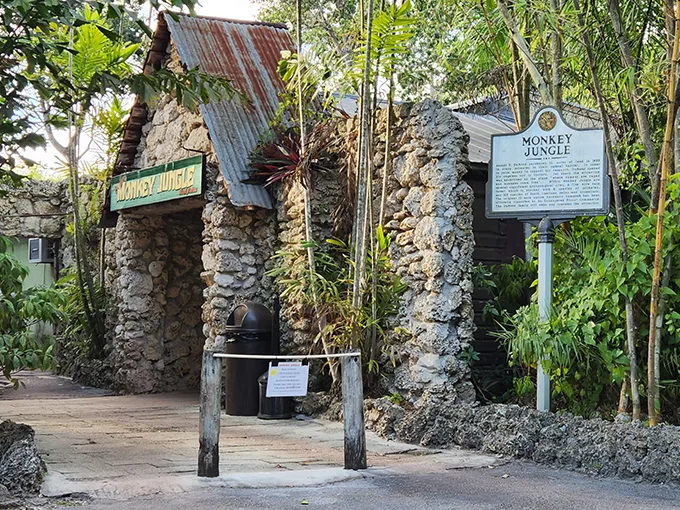 monkey jungle 1