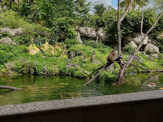 monkey jungle 2