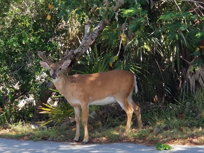 national key deer refuge 1