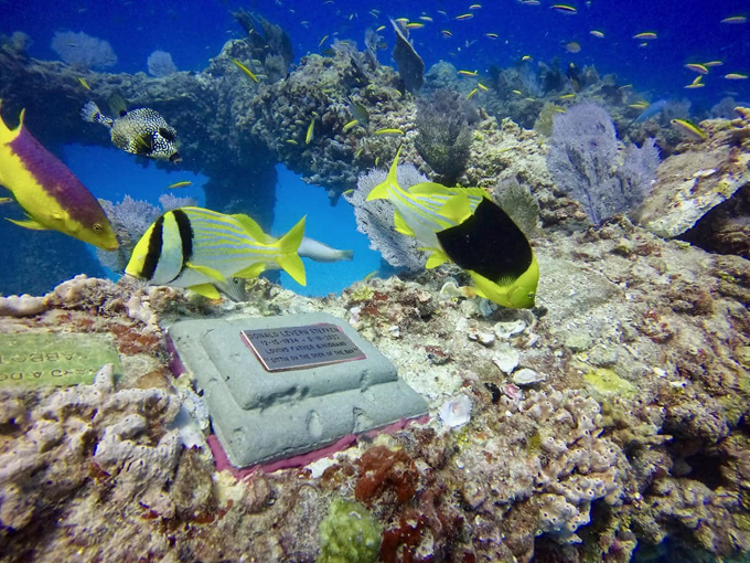 neptune memorial reef 6
