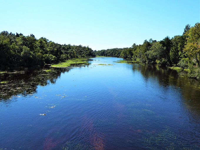 ocala national forest 5