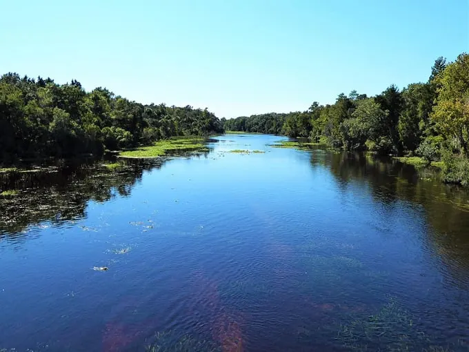 ocala national forest 5