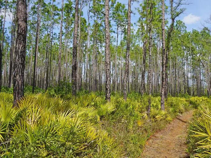 ocala national forest 6