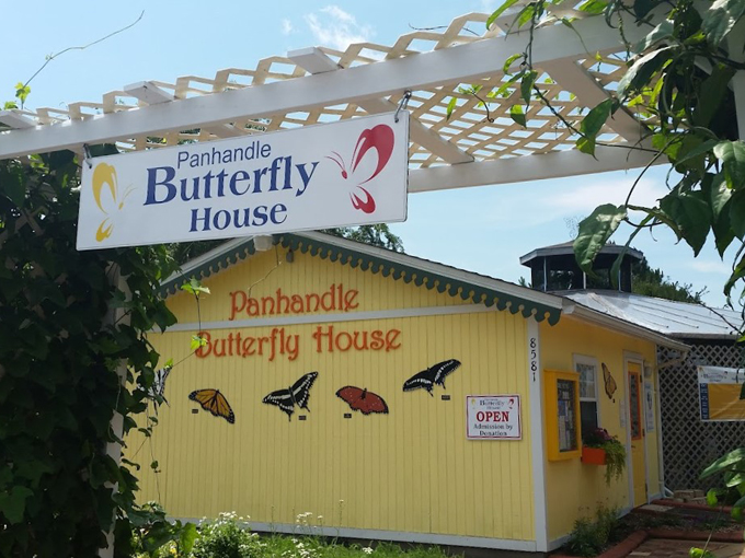 panhandle butterfly house 1