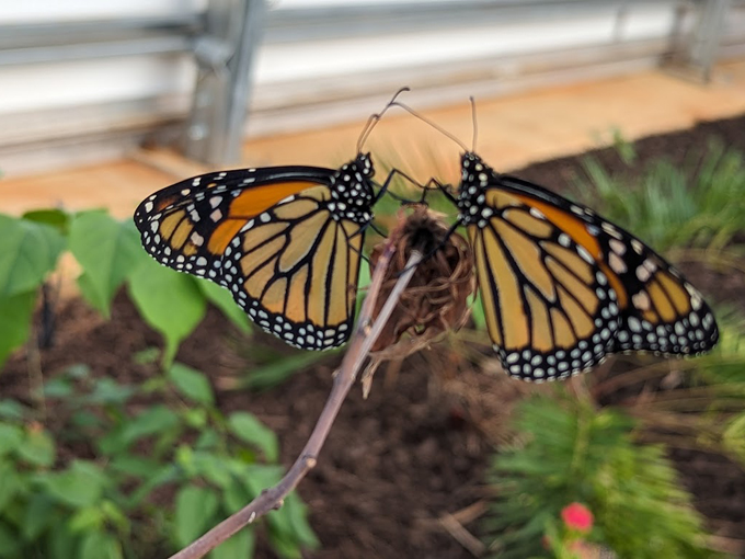 panhandle butterfly house 3