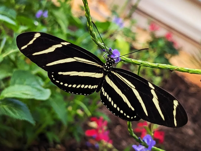 panhandle butterfly house 5