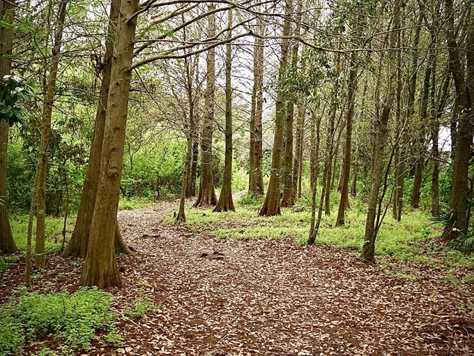 peghorn nature park trail 4