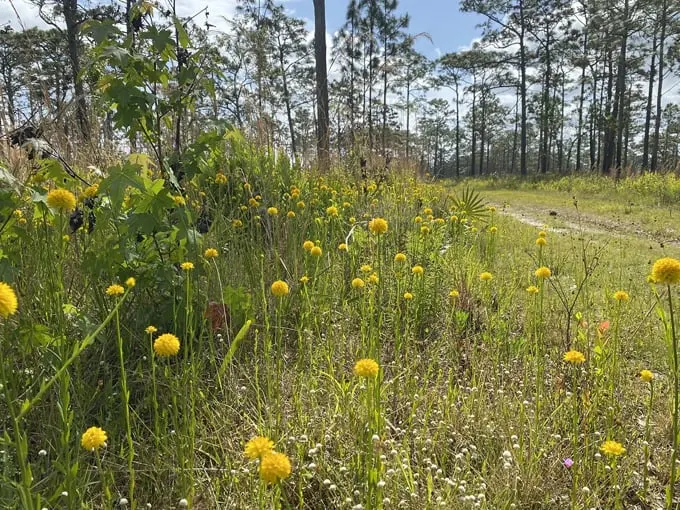 pine lily preserve 2