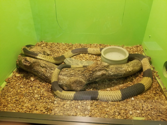 reptile world serpentarium 2