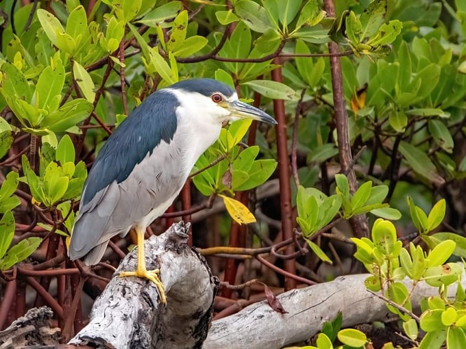 rookery bay environmental learning center 6