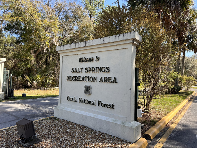 salt springs recreation area 1