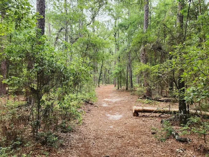 san felasco hammock preserve state park 1