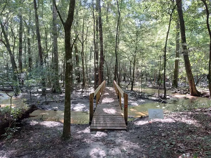 san felasco hammock preserve state park 2