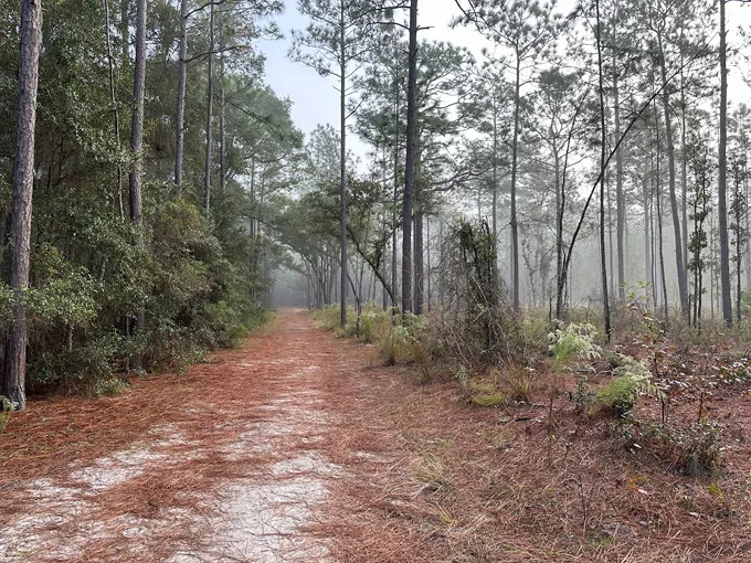 san felasco hammock preserve state park 7