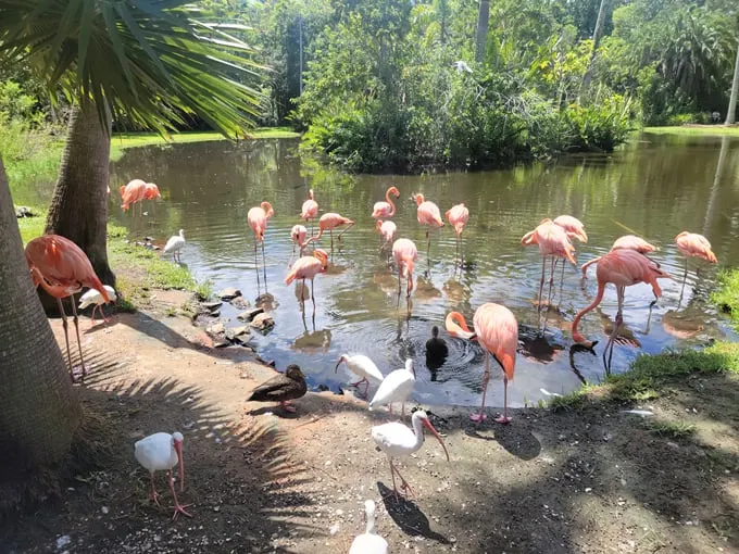 sarasota jungle gardens 3
