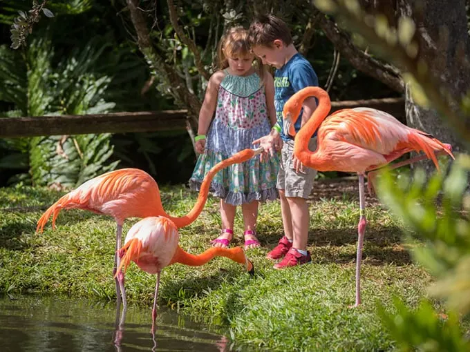 sarasota jungle gardens 4