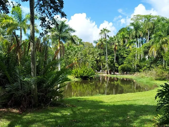 sarasota jungle gardens 7