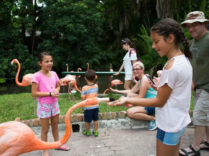 sarasota jungle gardens 9