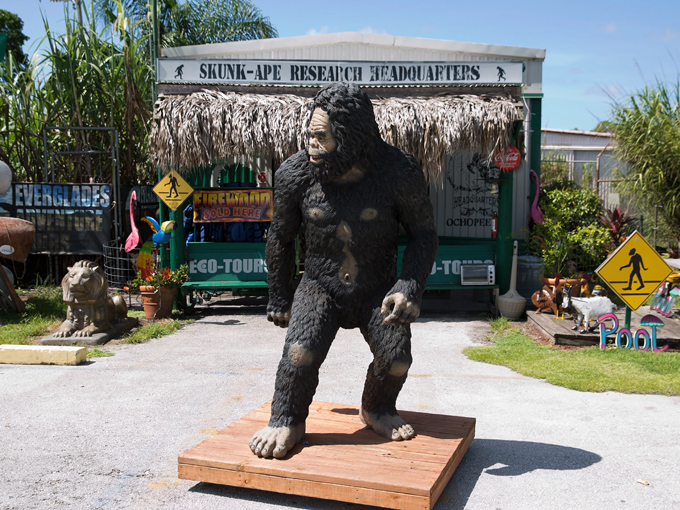 skunk ape headquarters 1