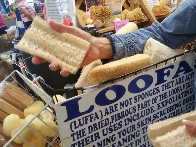 spongeorama sponge factory 5