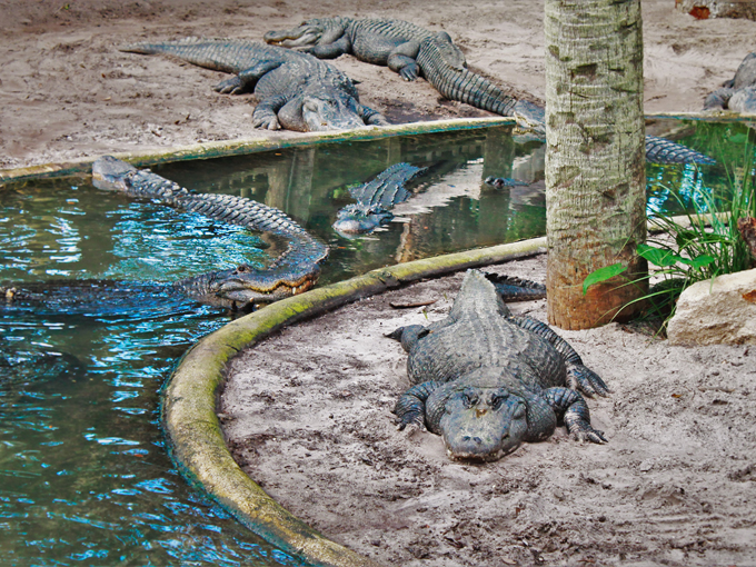 st. augustine alligator farm zoological park 2